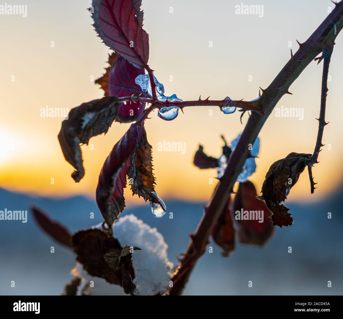 Rouille des feuilles de ronce Banque de photographies et d’images à ...