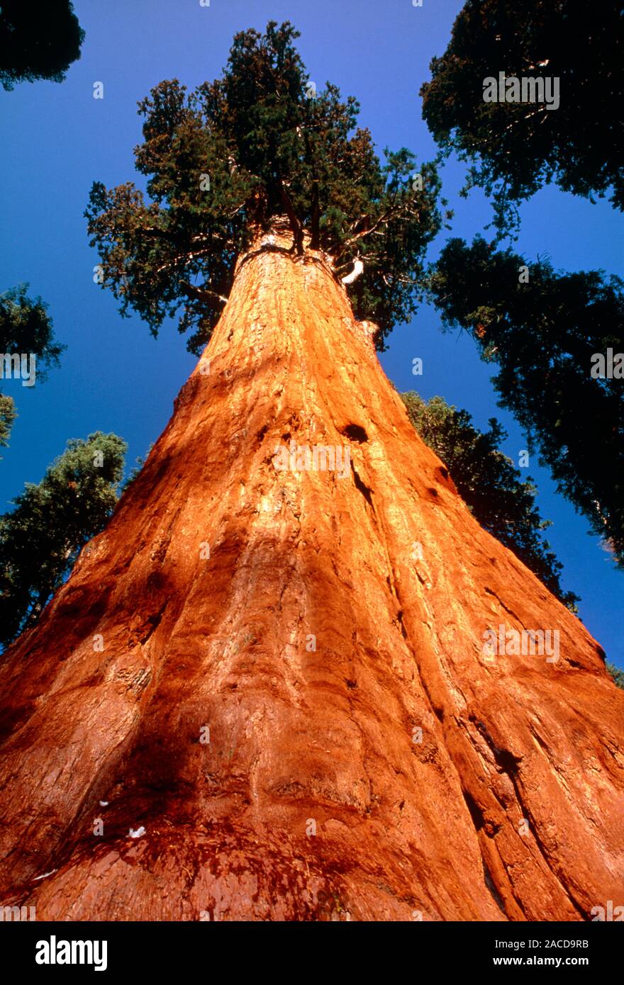 Le Séquoia géant. Grand angle de vue le long du tronc de "General ...