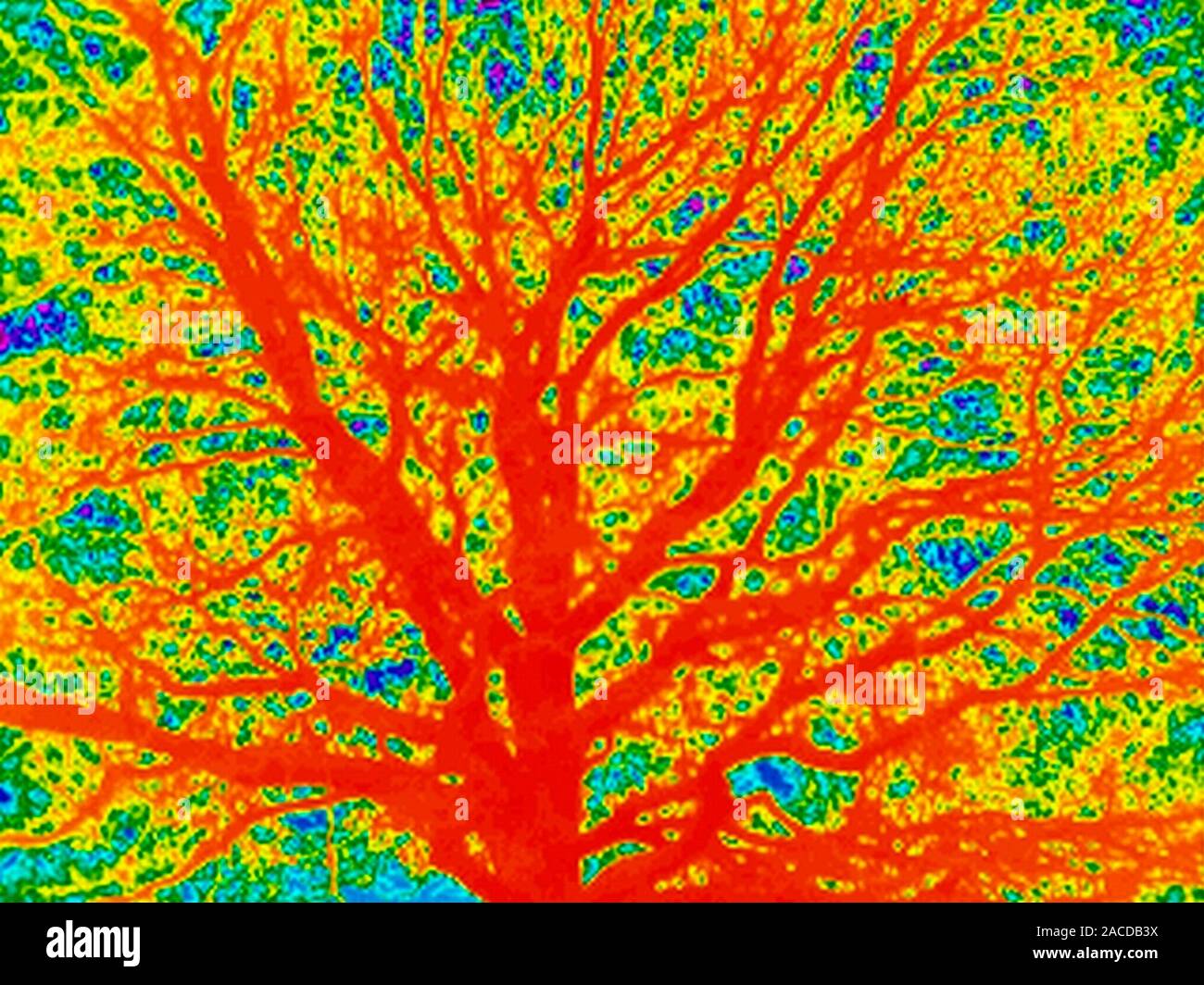 Thermogramme arbre. Un thermogramme montre la variation de la ...