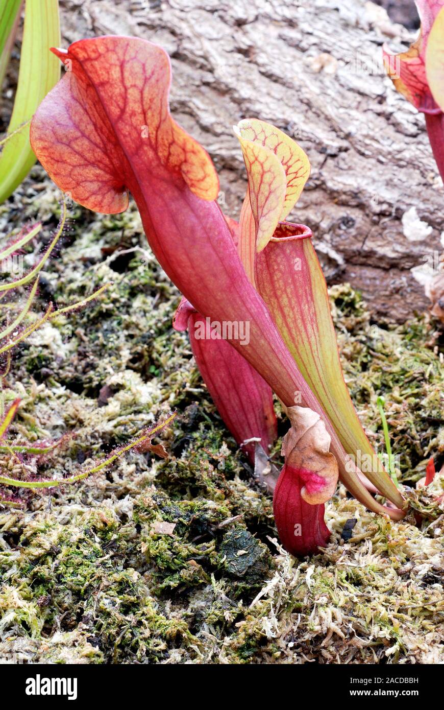 La sarracénie pourpre (Sarracenia x chelsonii). Cette plante sécrète un ...