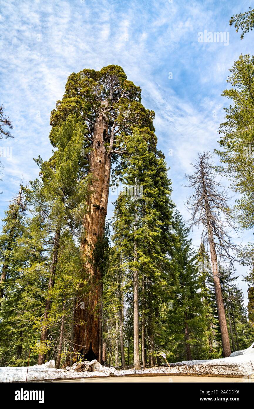 Giant forest Banque de photographies et d’images à haute résolution - Alamy