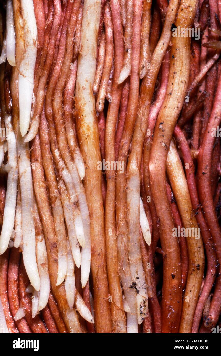 Macrophotograph des racines d'un petit cyprès de Lawson, Chamaecyparis ...