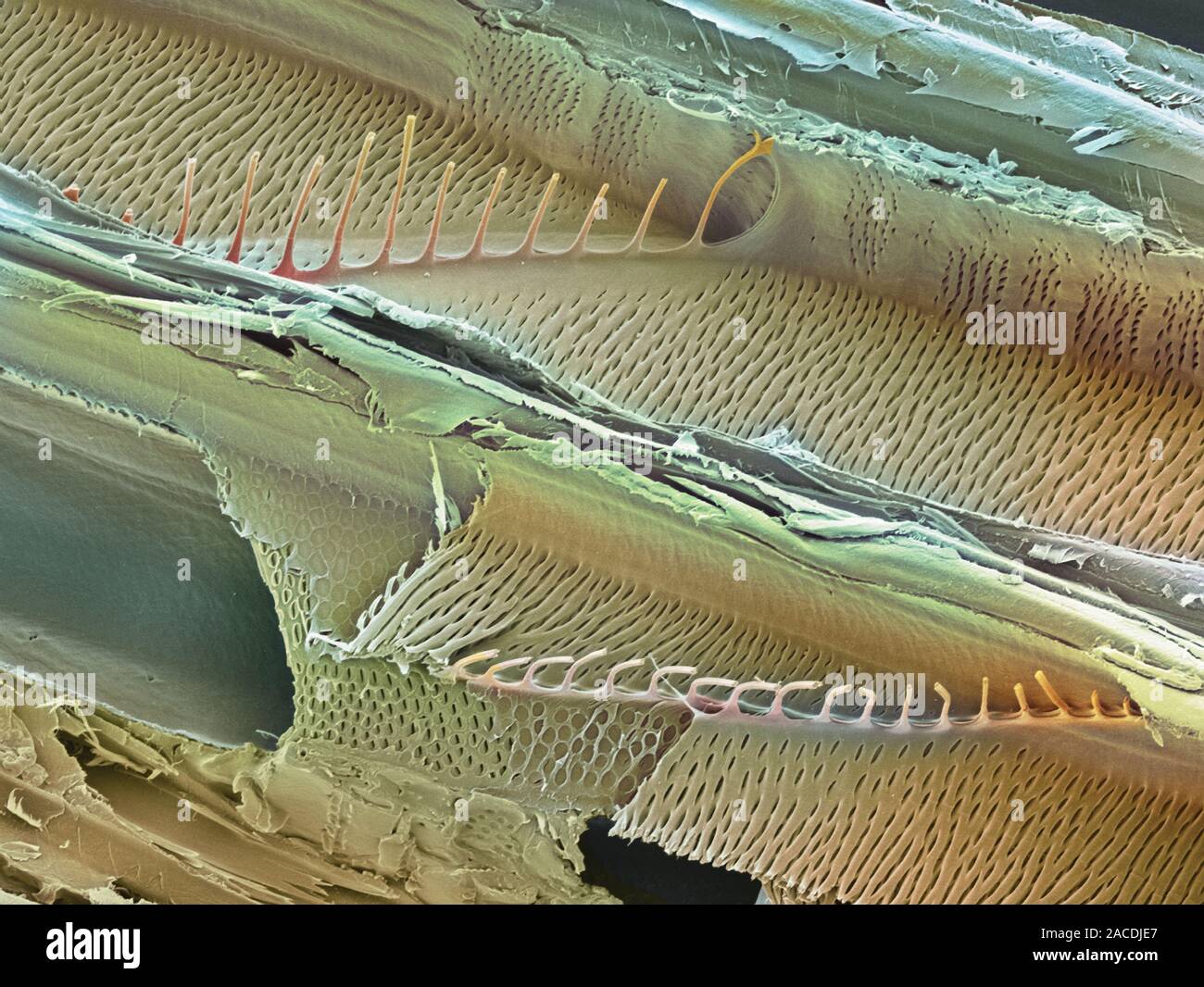 Les cellules végétales du xylème. Couleur de l'analyse des électrons ...