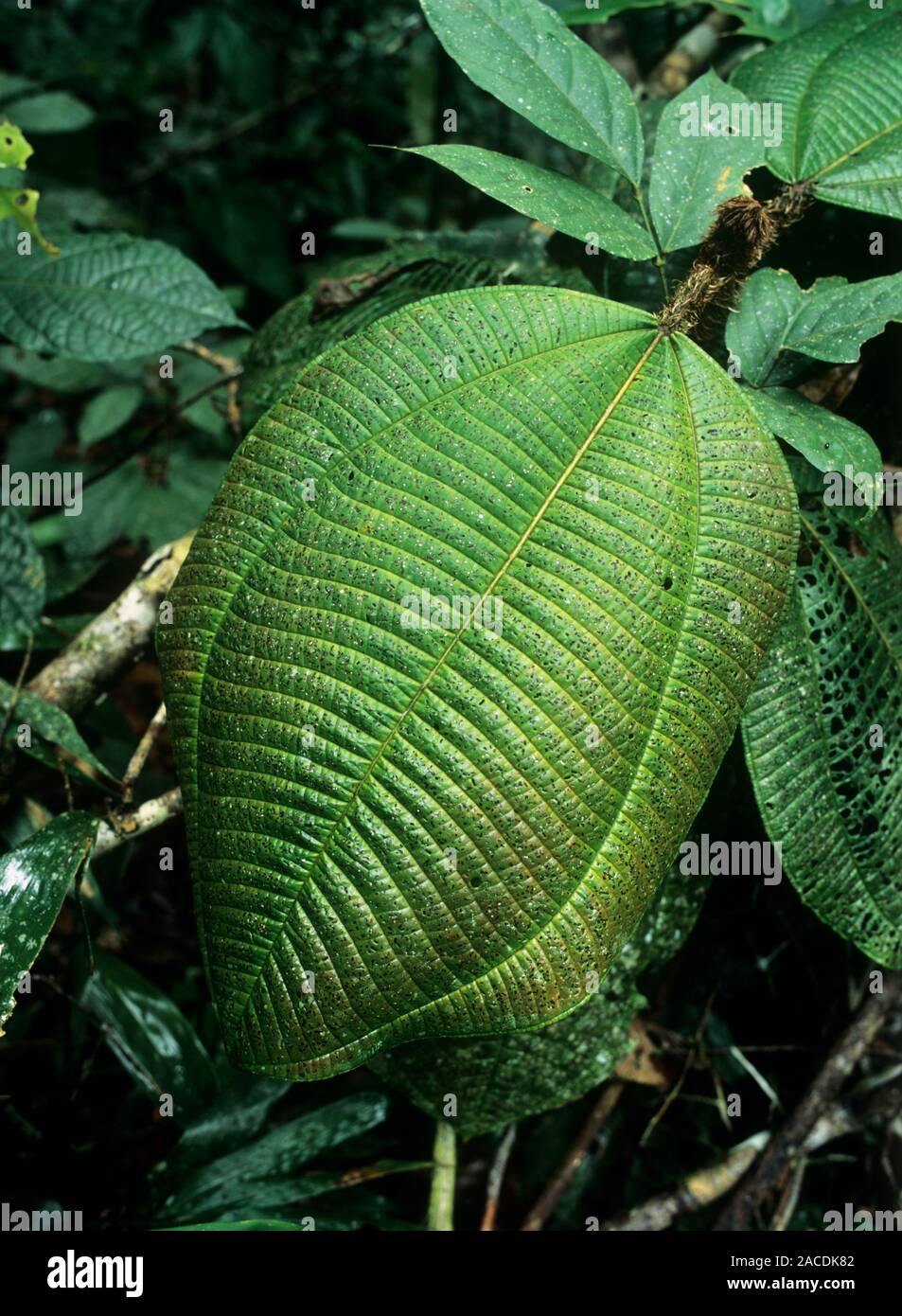 Les feuilles de l'Amazonie. Feuilles d'une plante (famille ...