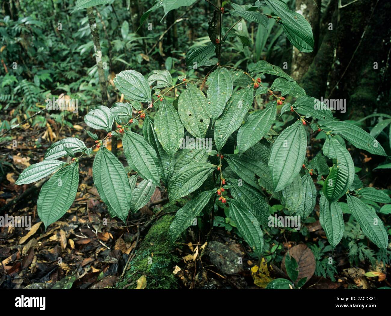 Les feuilles de l'Amazonie. Feuilles d'une plante (famille ...