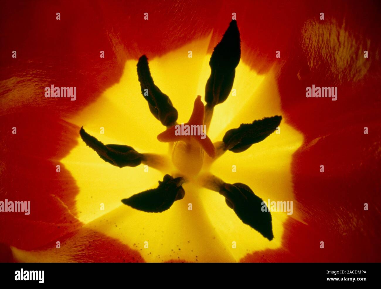 Vue en plan du cœur d'une fleur de tulipe, montrant la stigmatisation ...