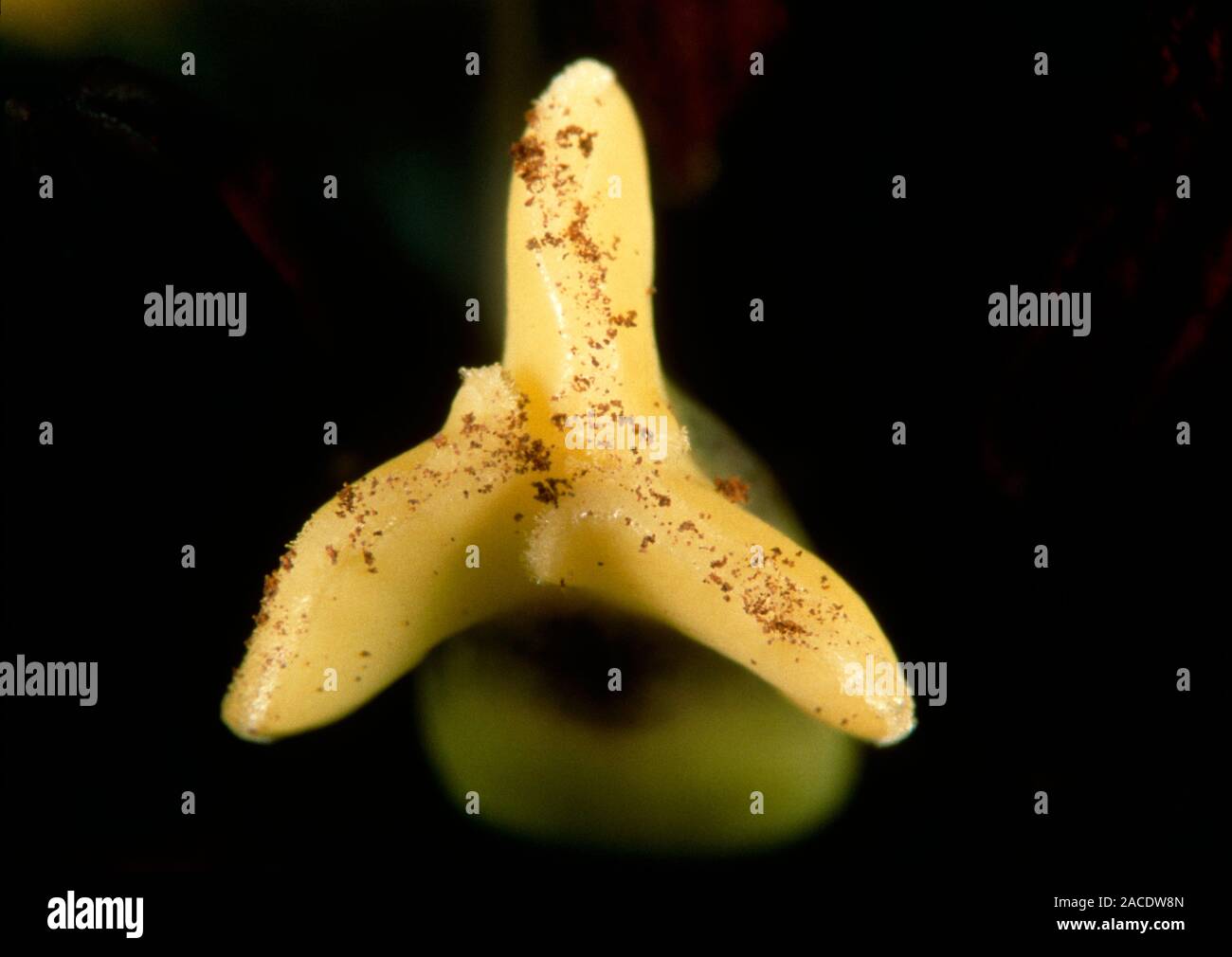 Tulip la stigmatisation. Macrophotograph du stigmate d'une fleur de ...