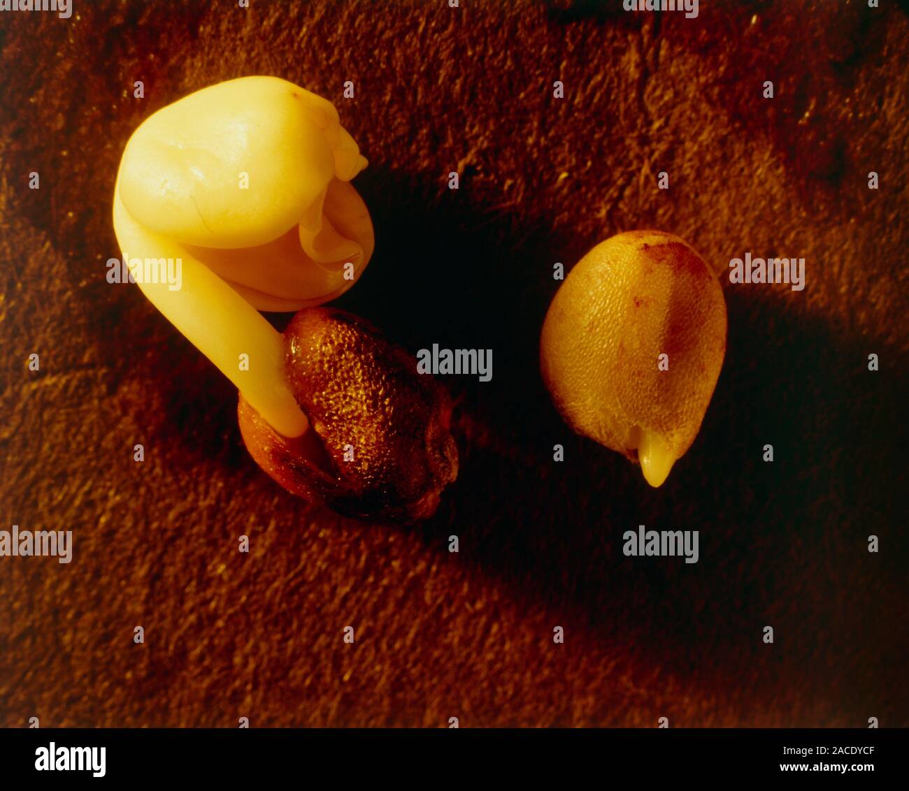 La germination des graines de radis Raphanus sativus, montrant au début ...