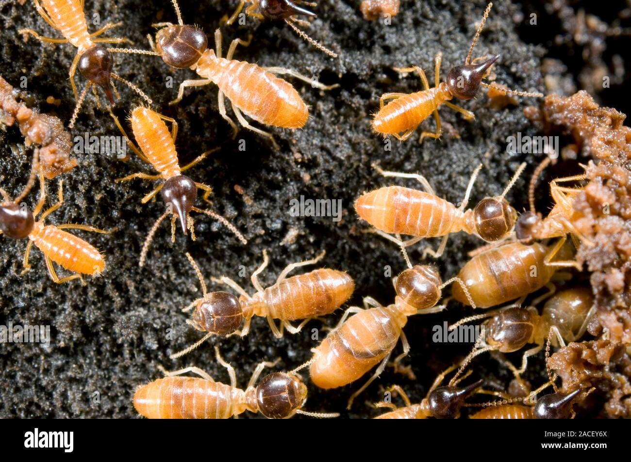 Les termites (Nasutitermes corniger). Les termites travailleur (le plus ...