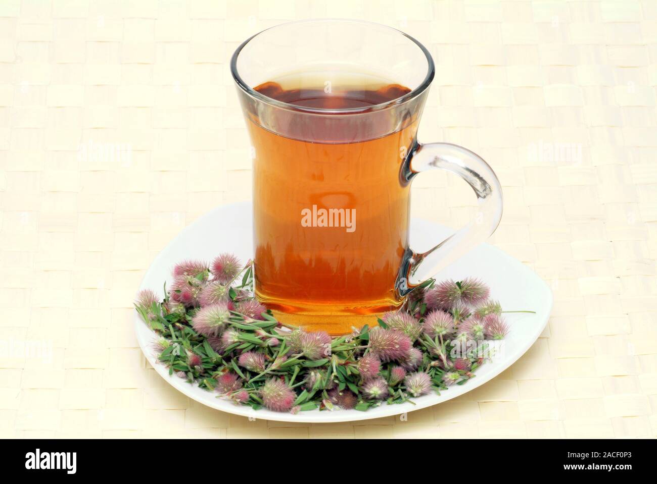 Le pied de lièvre clover tisane. Fleurs de pied du lièvre trèfle (Trifolium arvense), avec une ...