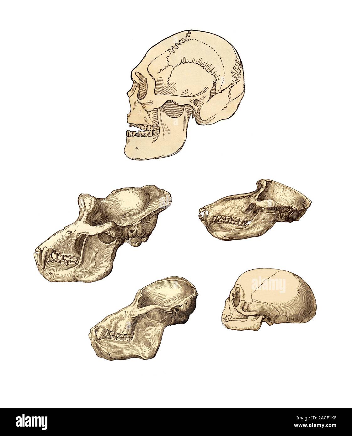 Crânes de primates. Art du 19ème siècle d'un crâne humain (en haut) et ...