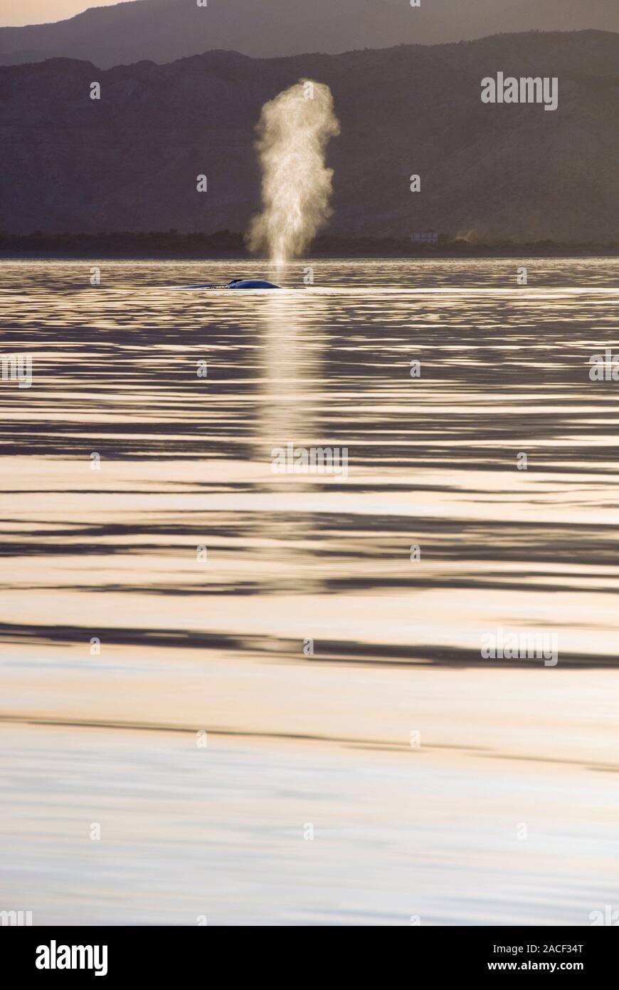 Rorqual bleu (Balaenoptera musculus) exhale à travers son trou souffler ...