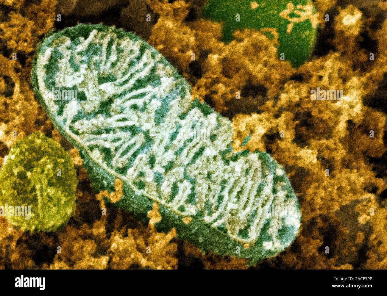Mitochondrie. Couleur de l'analyse des électrons Microphotographie (SEM ...