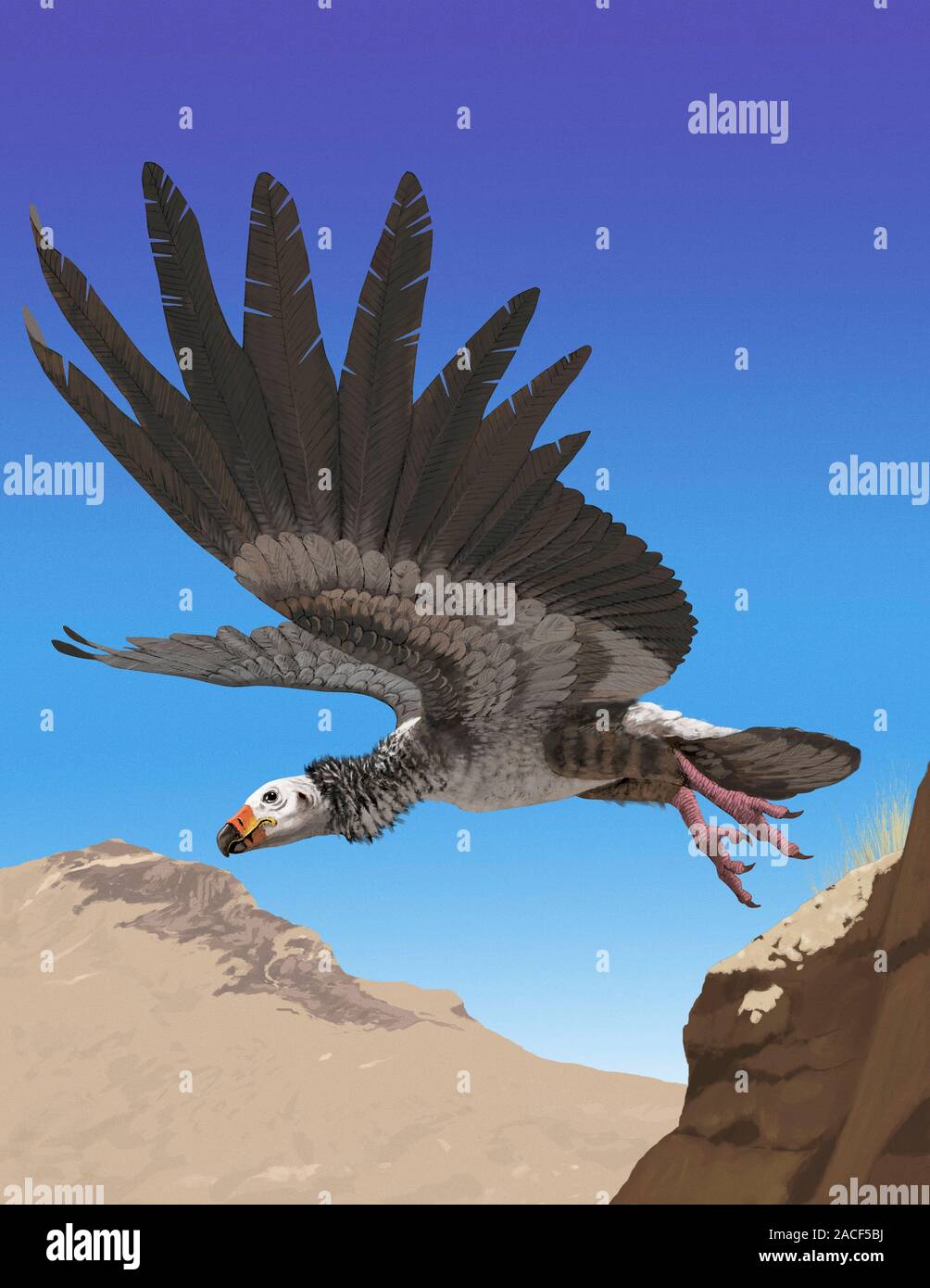 (Argentavis magnificens teratorn géant). Cette espèce est considéré ...