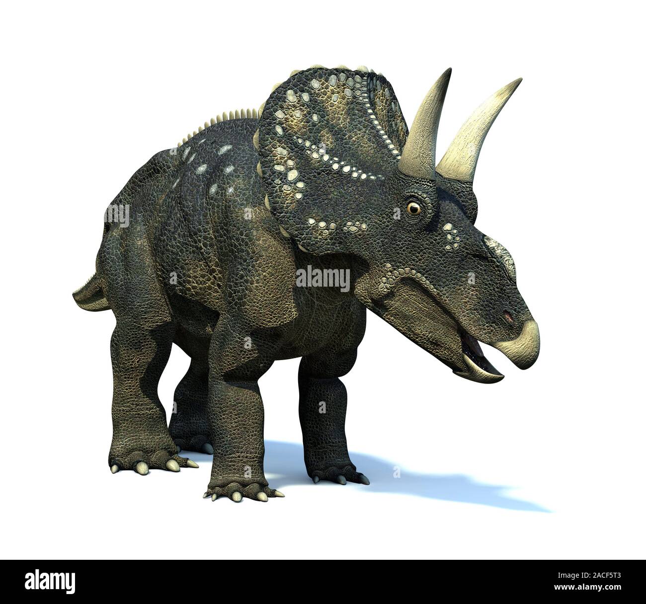Nedoceratops dinosaur, artwork de l'ordinateur. Anciennement connu sous ...