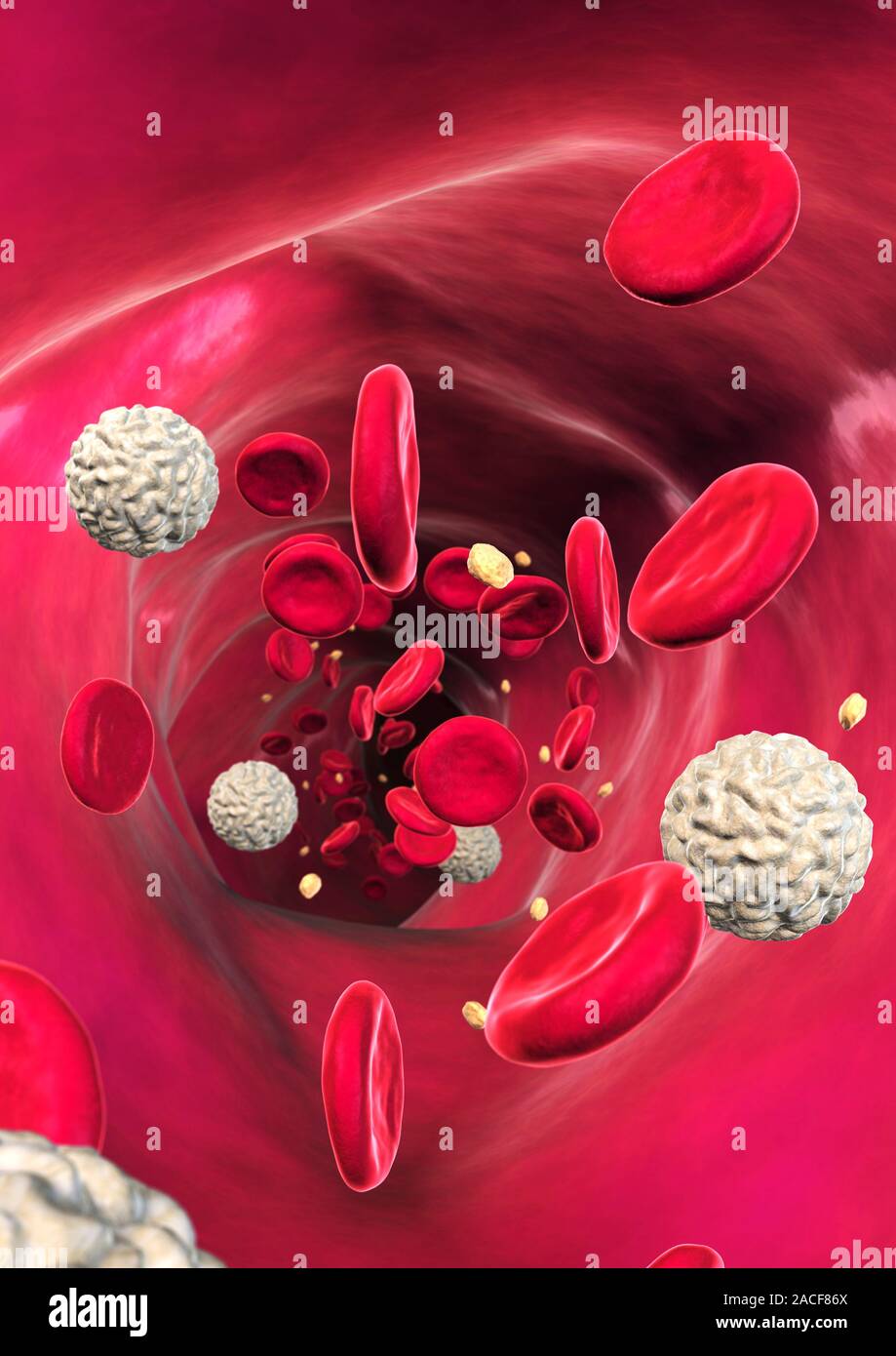 Les cellules de sang dans les vaisseaux sanguins, les œuvres d ...