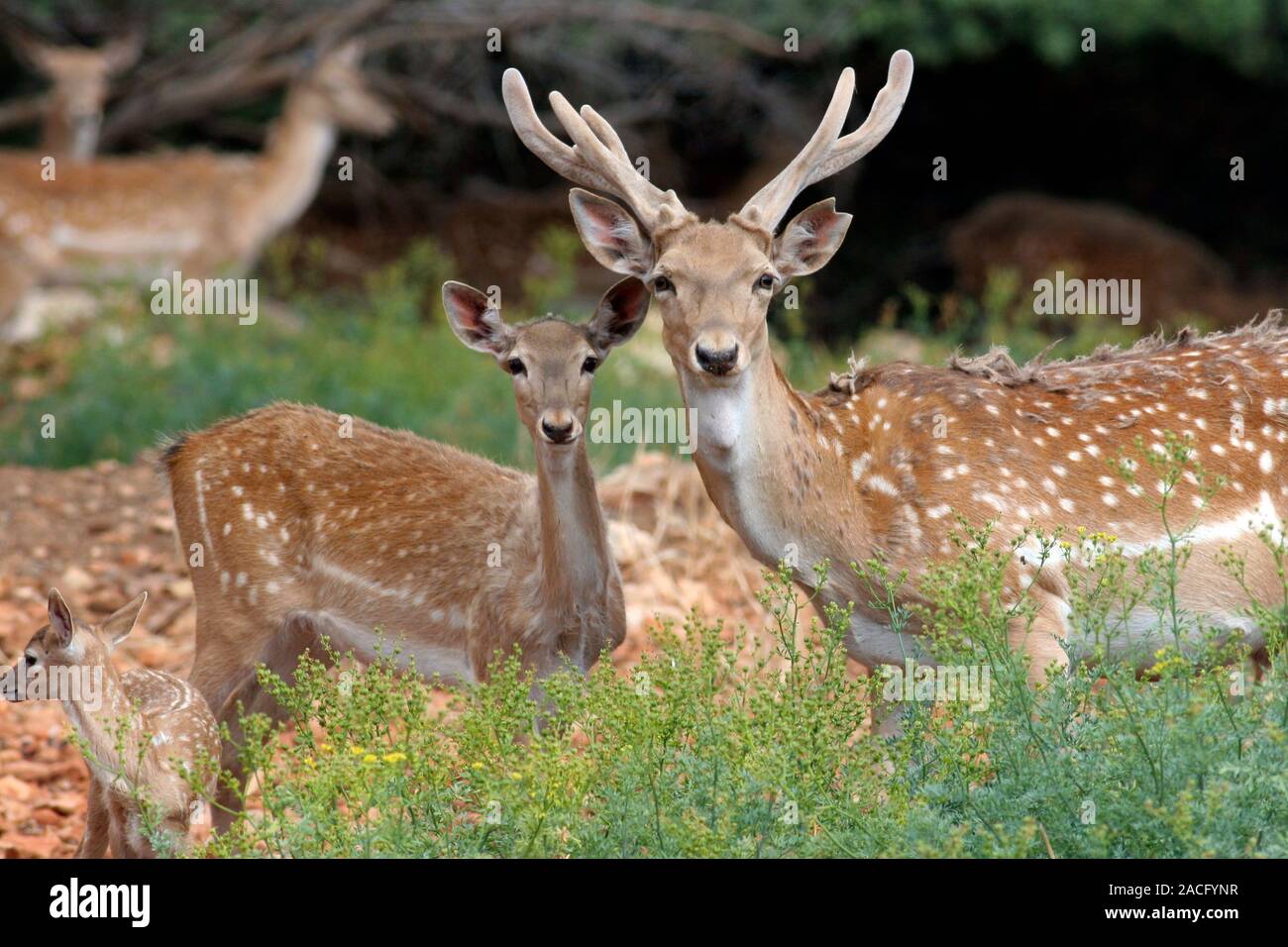 Le daim. Mâle (à droite) et femelle (Dama dama) avec un jeune faon. Le cerf a toujours la couche ...