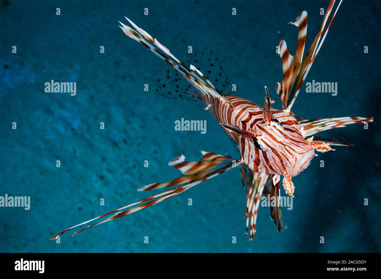 Poisson-papillon radiale. Le poisson-papillon radiale (Pterois radiata ...