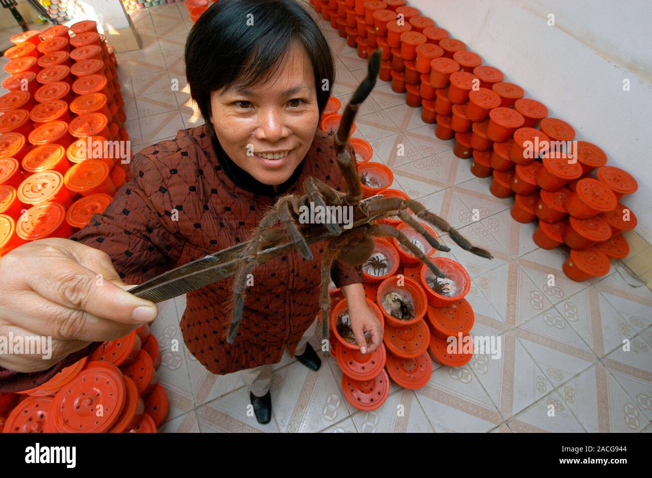Spider chinois médecine. Éleveur d'araignées Huang Huiqiong tenant une ...