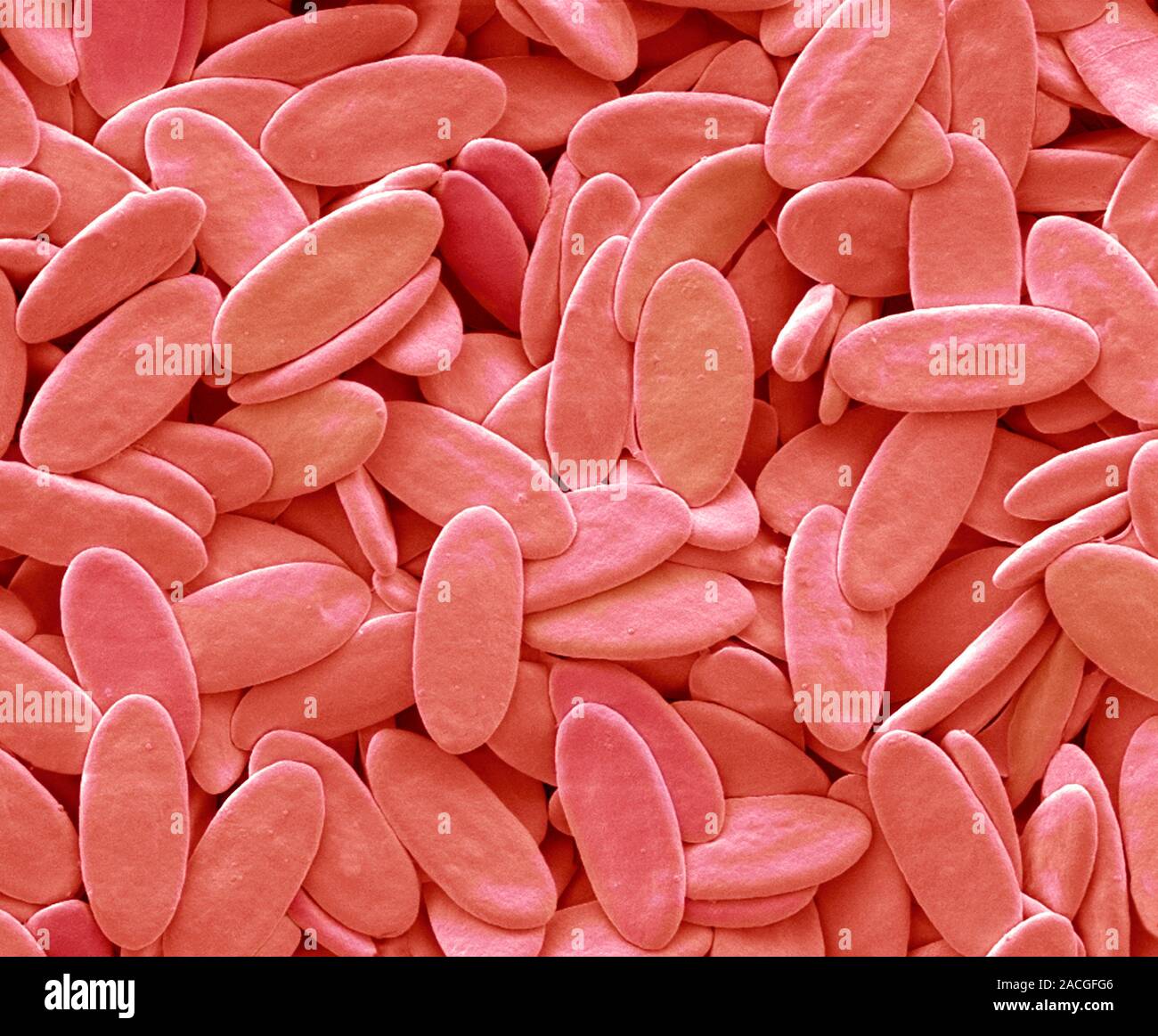 Les cellules rouges du sang des oiseaux. Couleur de l'analyse des ...