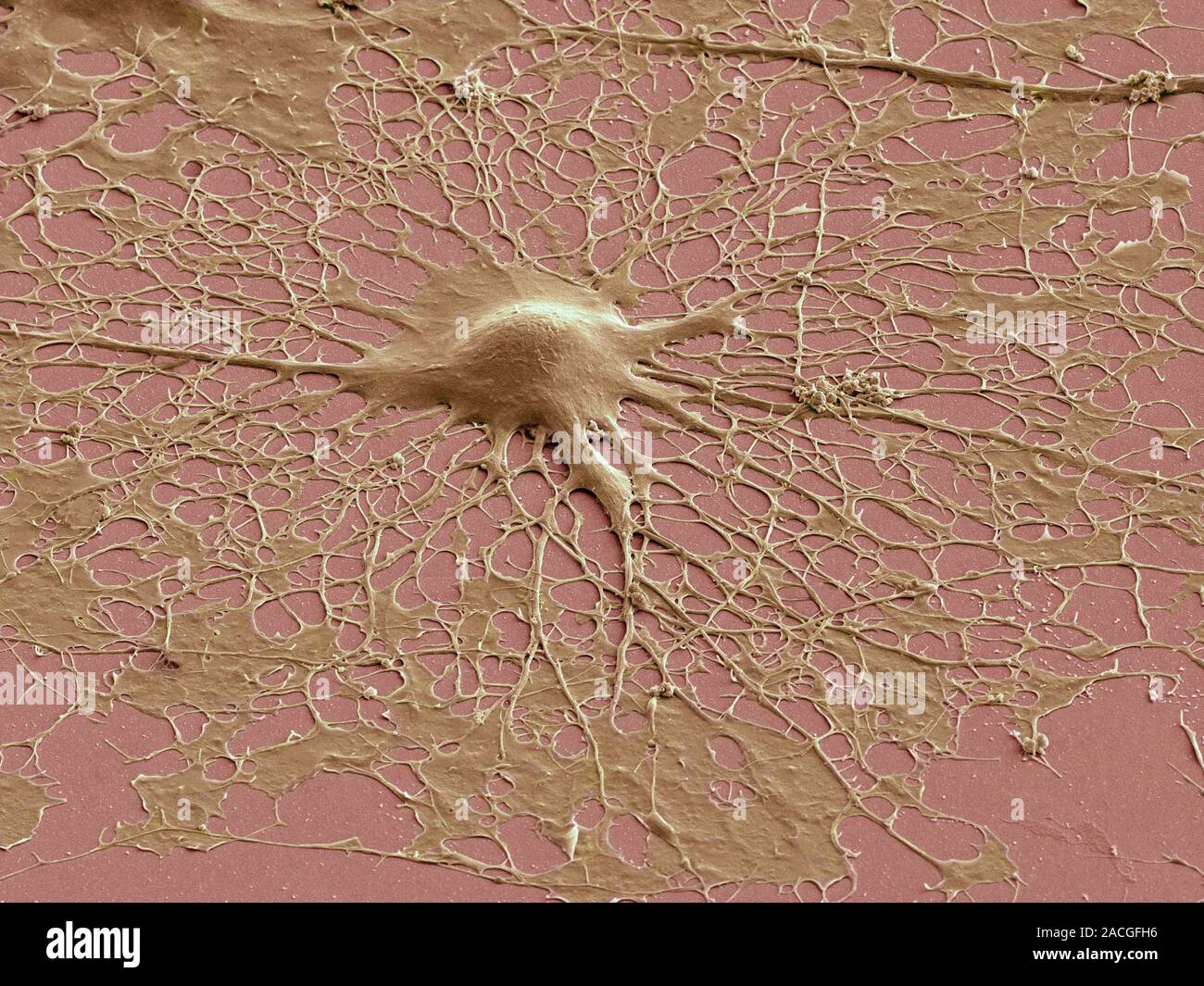 Les cellules gliales. Couleur de l'analyse des électrons ...