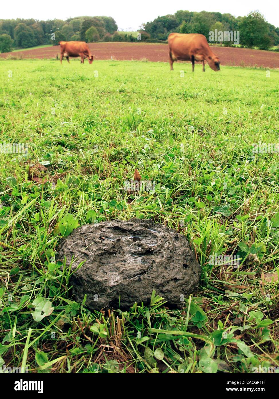 La bouse de vache (pat) déposé dans un champ. Les vaches (Bos taurus ...