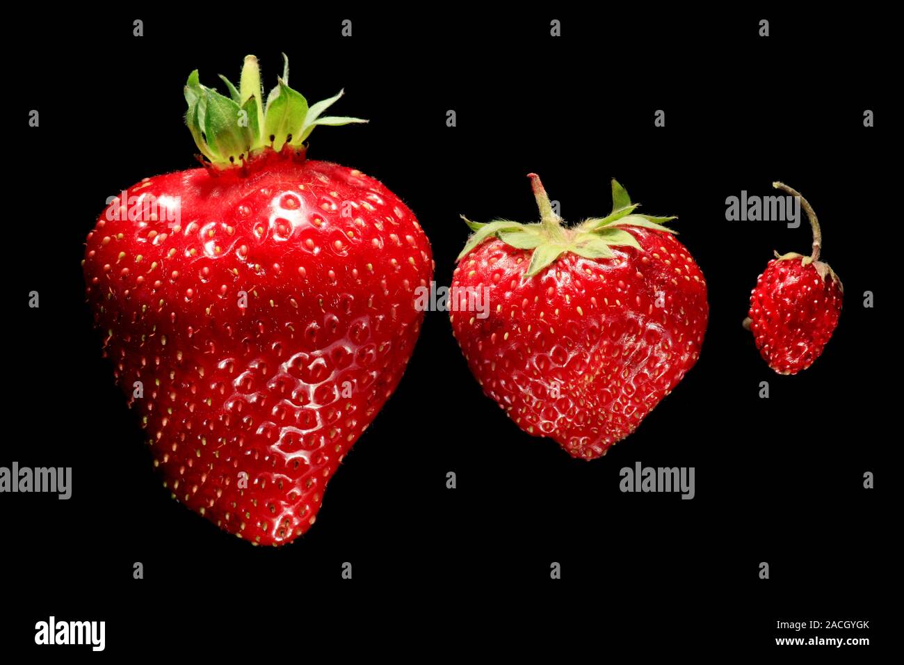 Les fraises. Deux diamètres de fraises cultivées (au centre et à gauche ...