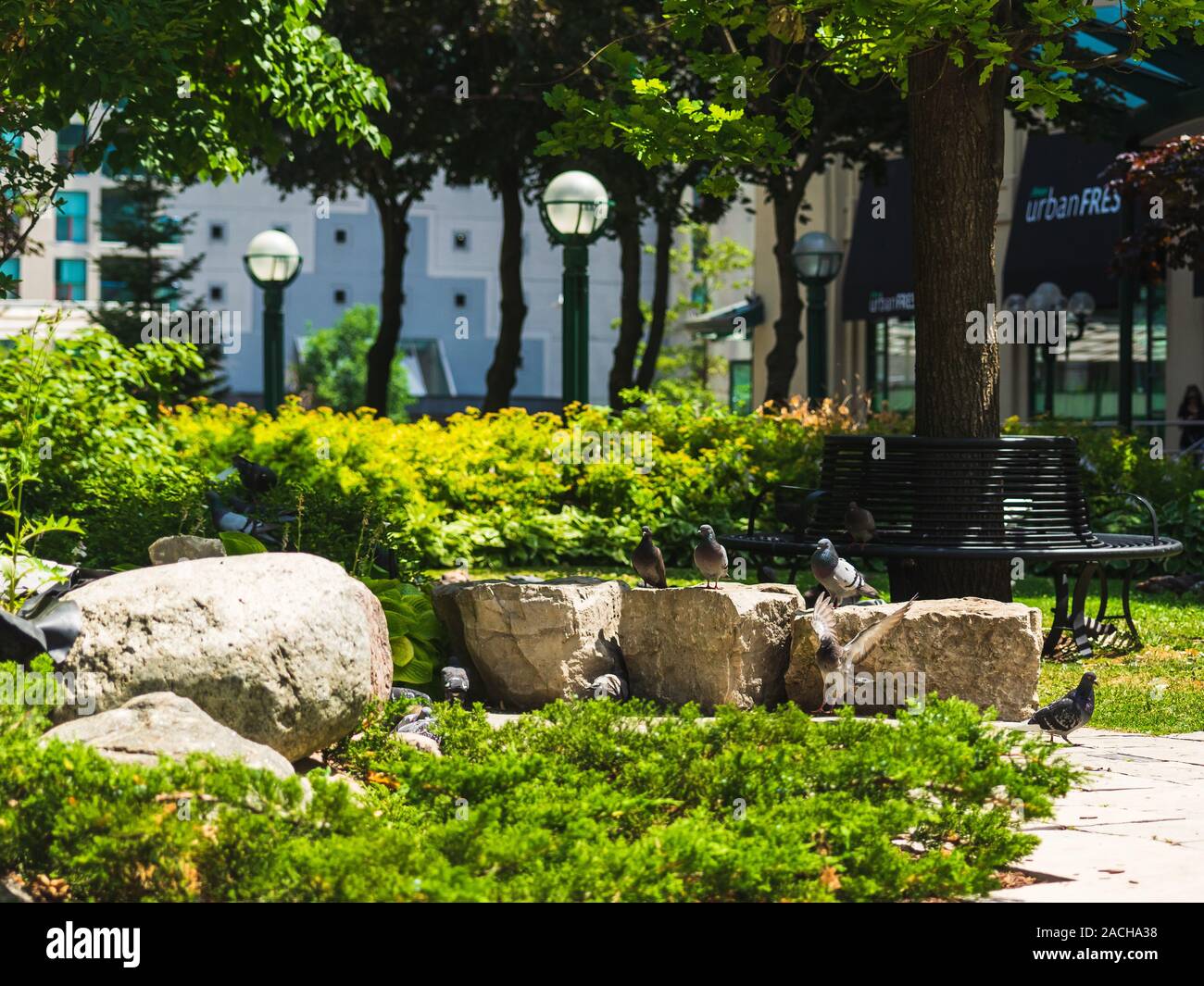 Pigeons assis sur des rochers Banque de photographies et d’images à ...