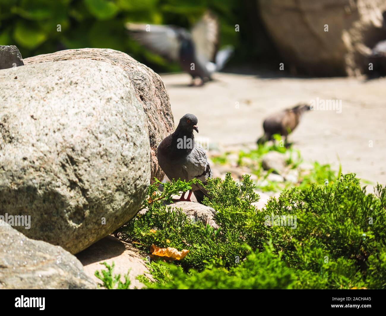 Pigeons assis sur des rochers Banque de photographies et d’images à ...