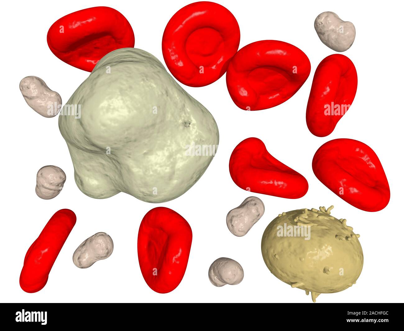 Les cellules sanguines. Ordinateur d'art de différents types de ...
