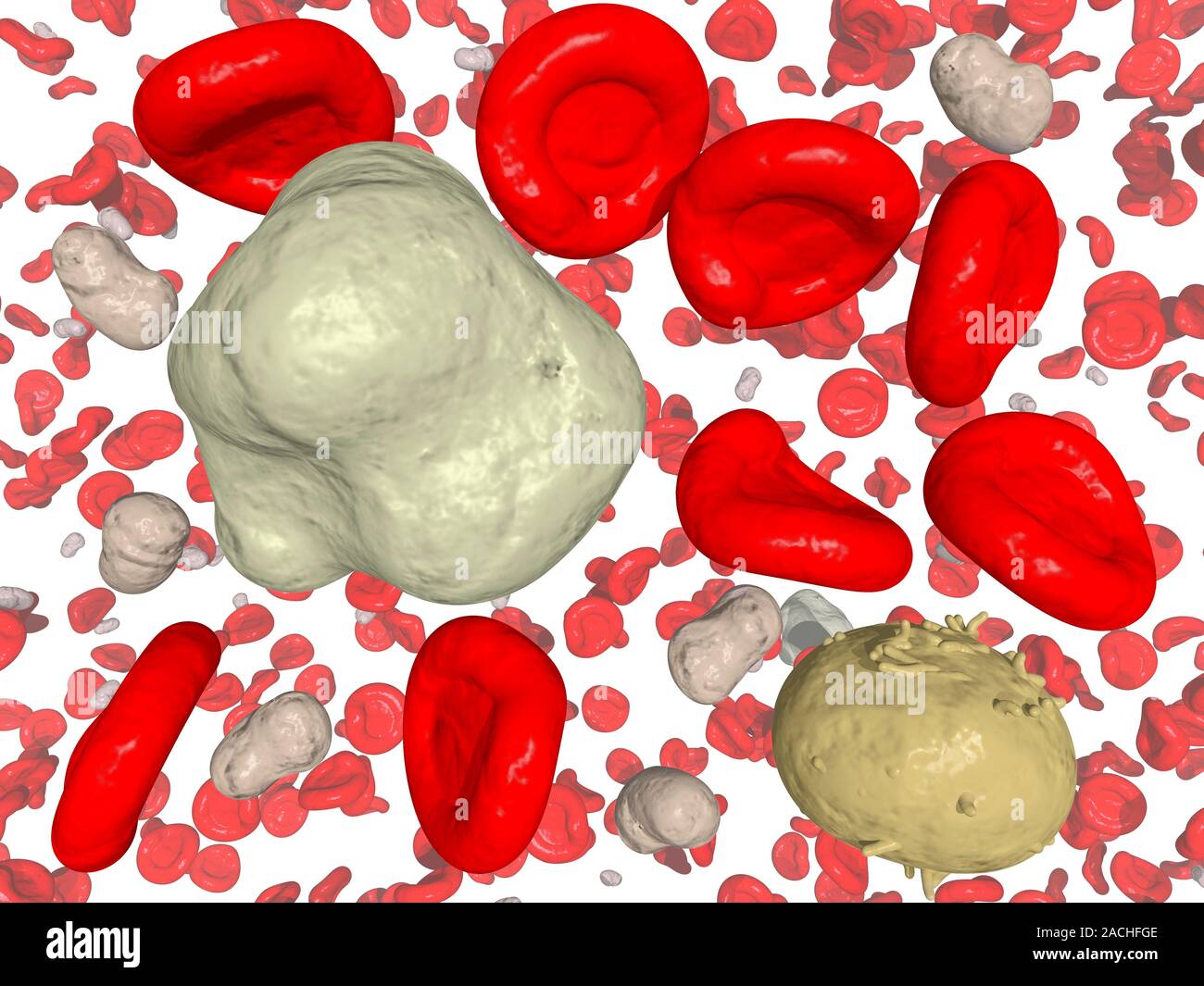 Les cellules sanguines. Ordinateur d'art de différents types de ...