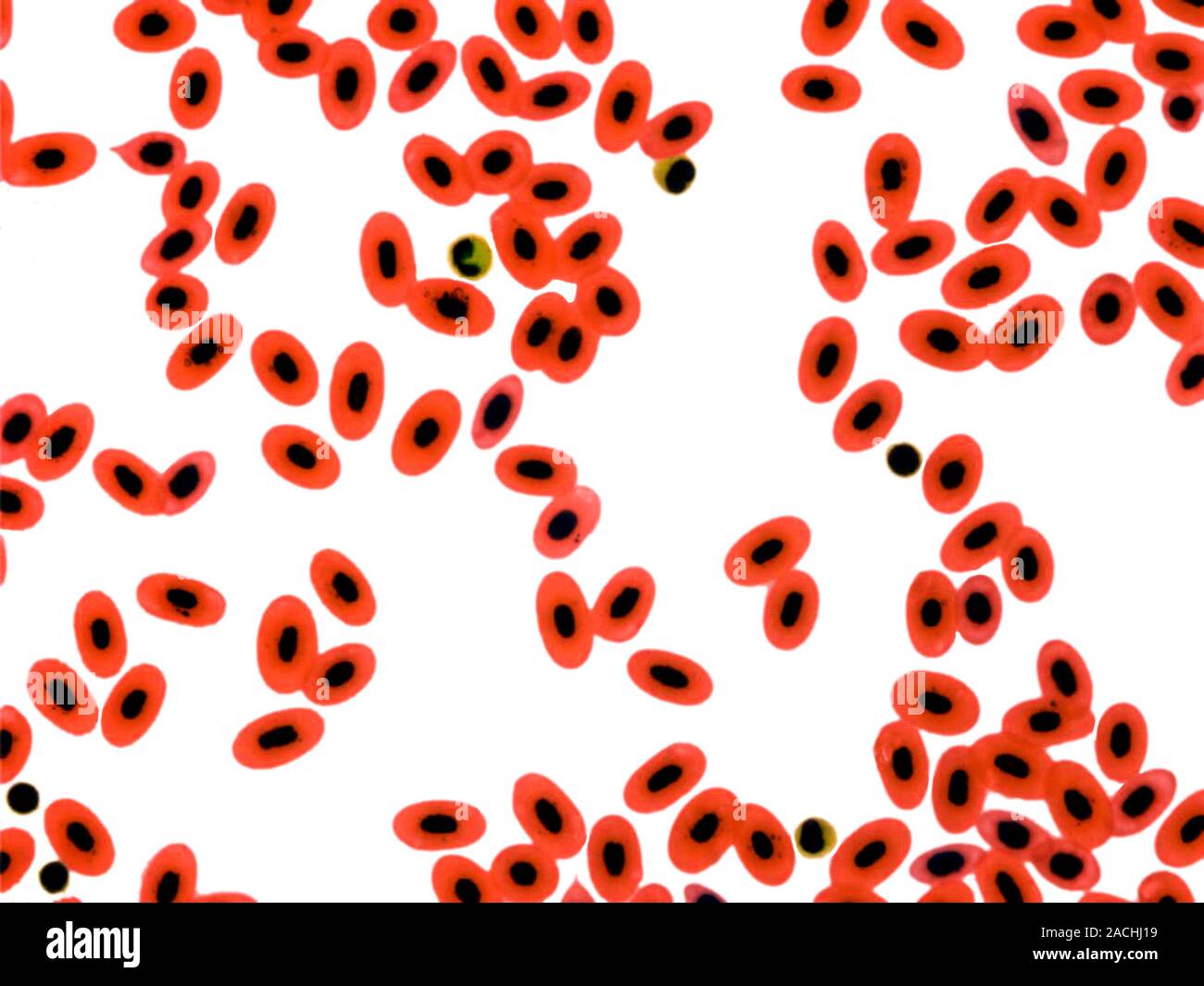 Le sang de grenouille, lumière microphotographie. Contrairement aux ...