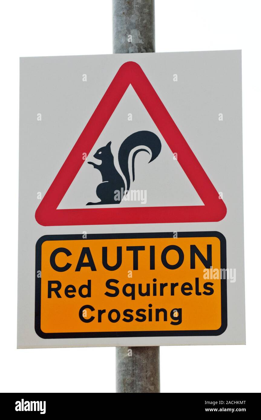 Squirrel road sign, Ellon, Aberdeenshire, Scotland. Squirrel road sign ...