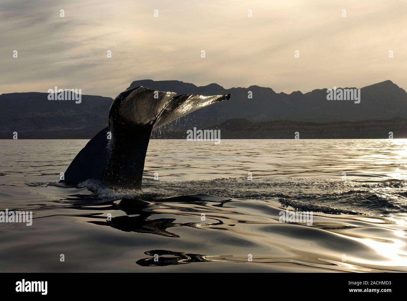 Rorqual bleu (Balaenoptera musculus) fluking (levage sa queue) comme il ...