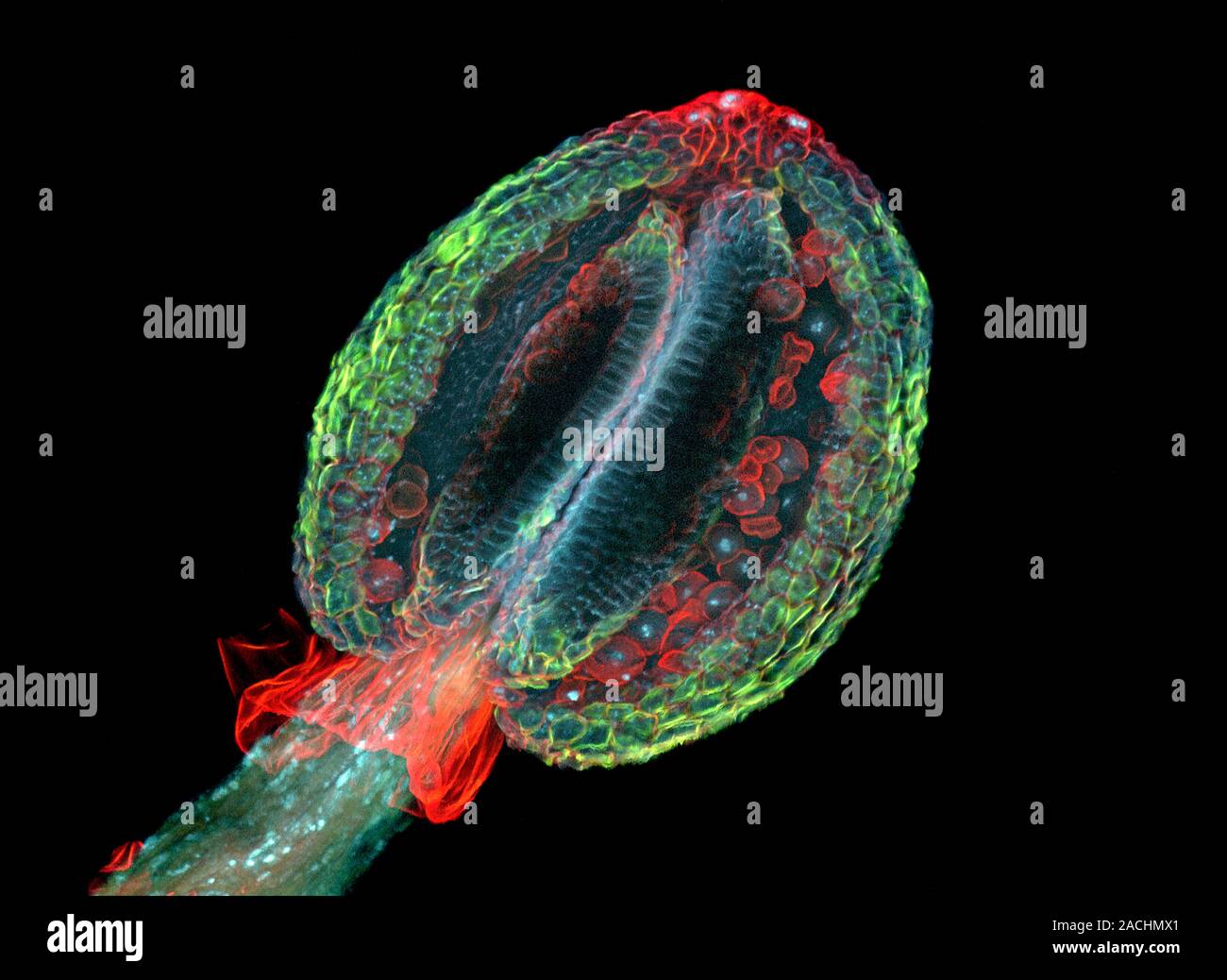 L'arabette de thalius anthère. Micrographie de fluorescence d'une ...