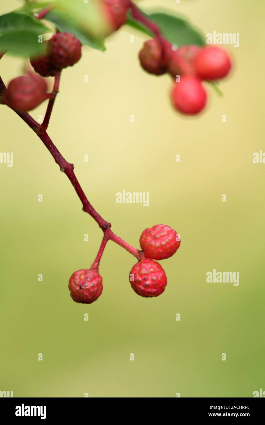Arbre généalogique de dents (Zanthoxylum americanum Photo Stock - Alamy