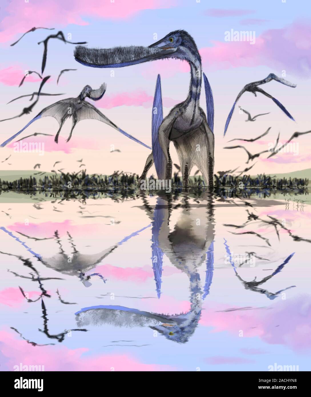 Ptérosaure (Pterodaustro sp.), des illustrations. Pterodaustro ont vécu ...