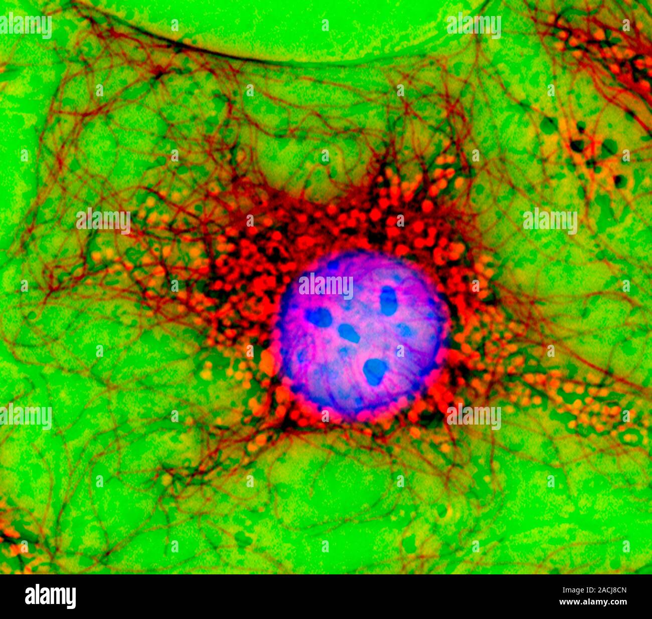 Les cellules fibroblastes. Micrographie de l'immunofluorescence de ...