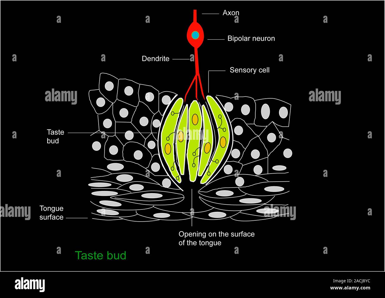Papilles d'anatomie. Schéma de la structure anatomique d'un bourgeon du ...