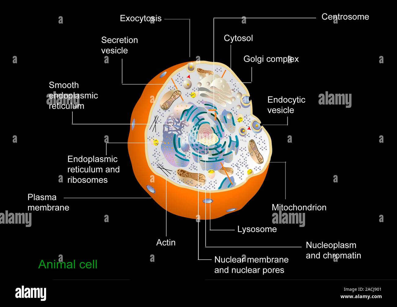 Cellule animale anatomie. Schéma montrant l'anatomie interne et externe ...