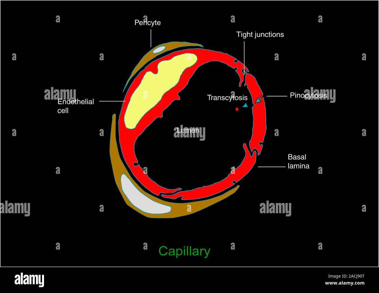 Capillaire. Diagramme illustrant la structure anatomique d'un ...