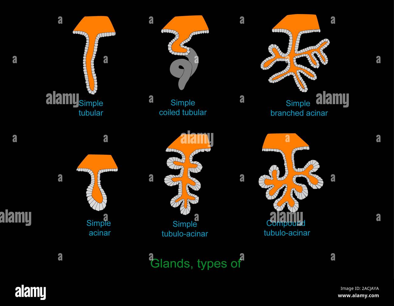 Glande exocrine types. L'oeuvre de l'ordinateur des six formes d'une ...