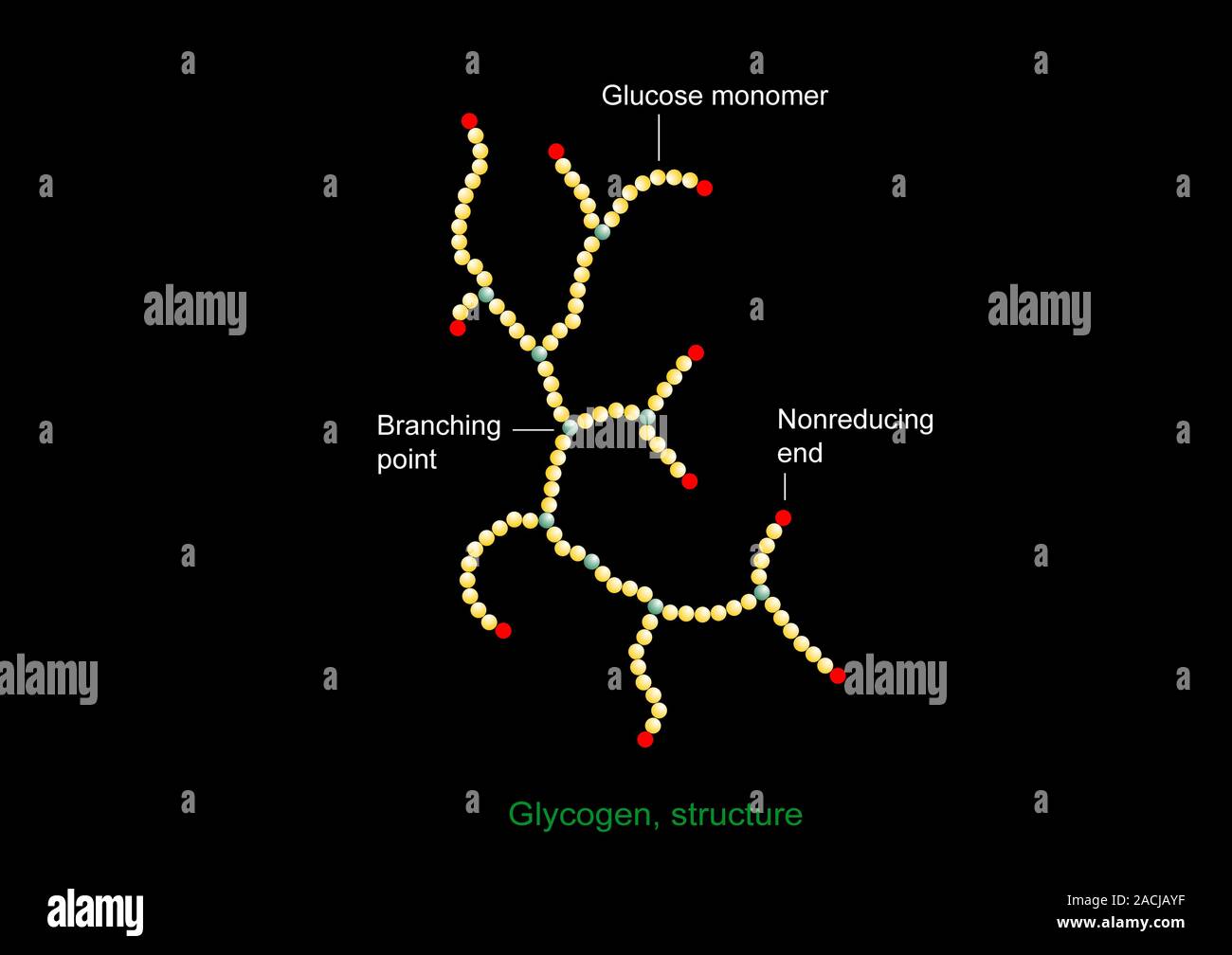 Molécule de glycogène, artwork. Le glycogène est fabriqué à partir de ...