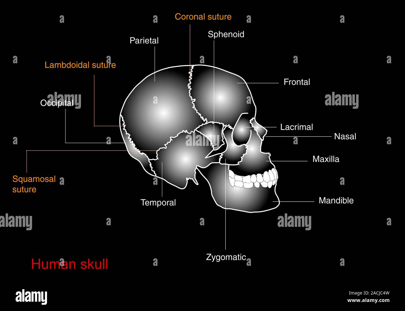 Crâne humain anatomie. Diagramme illustrant la structure et l'anatomie ...