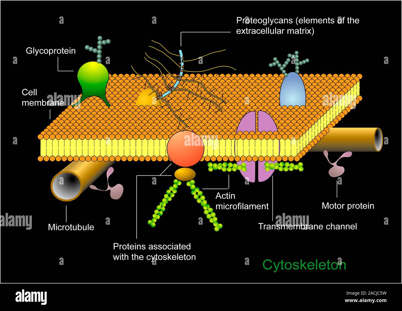 La membrane et du cytosquelette. Schéma montrant les différentes ...