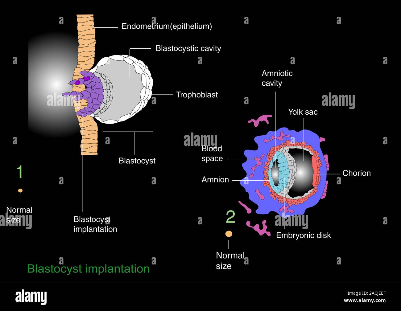 L'implantation du blastocyste. Schéma électrique du blastocyste (bas à ...