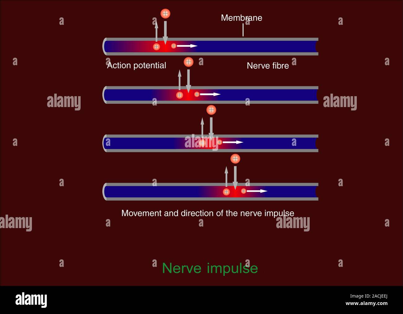 La propagation des impulsions nerveuses. Schéma montrant le mécanisme ...