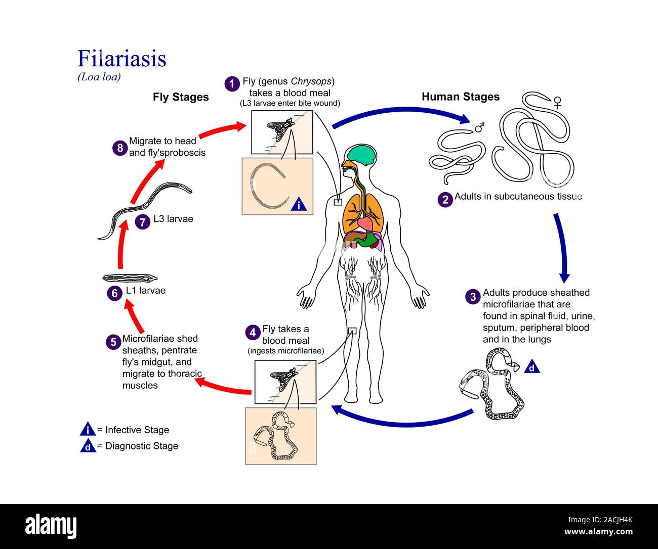 Eyeworm africains cycle de vie. Schéma illustrant le cycle de vie des ...