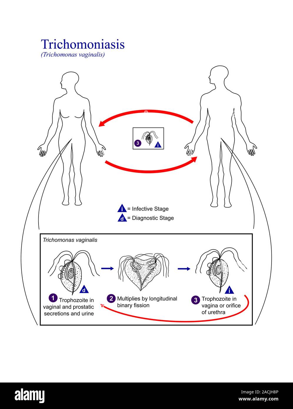 La Trichomonase Cycle De Vie Schéma Illustrant Le Cycle De Vie Du