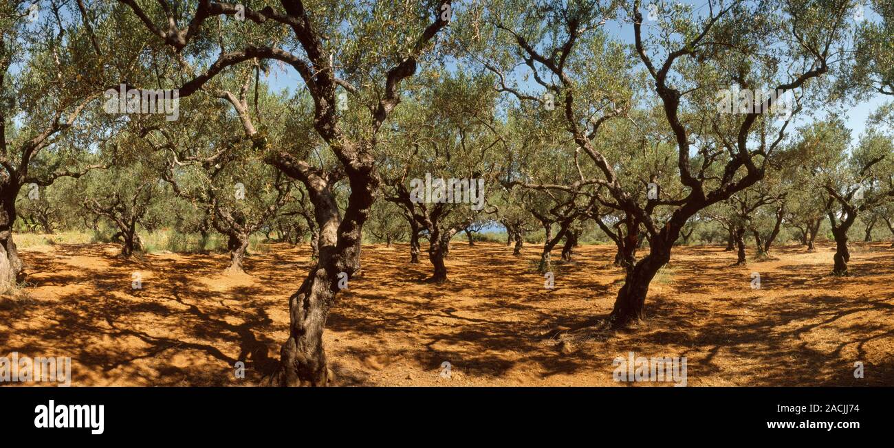 L'Olea europaea est une espèce d'un petit arbre de la famille des oléacées, originaire des ...